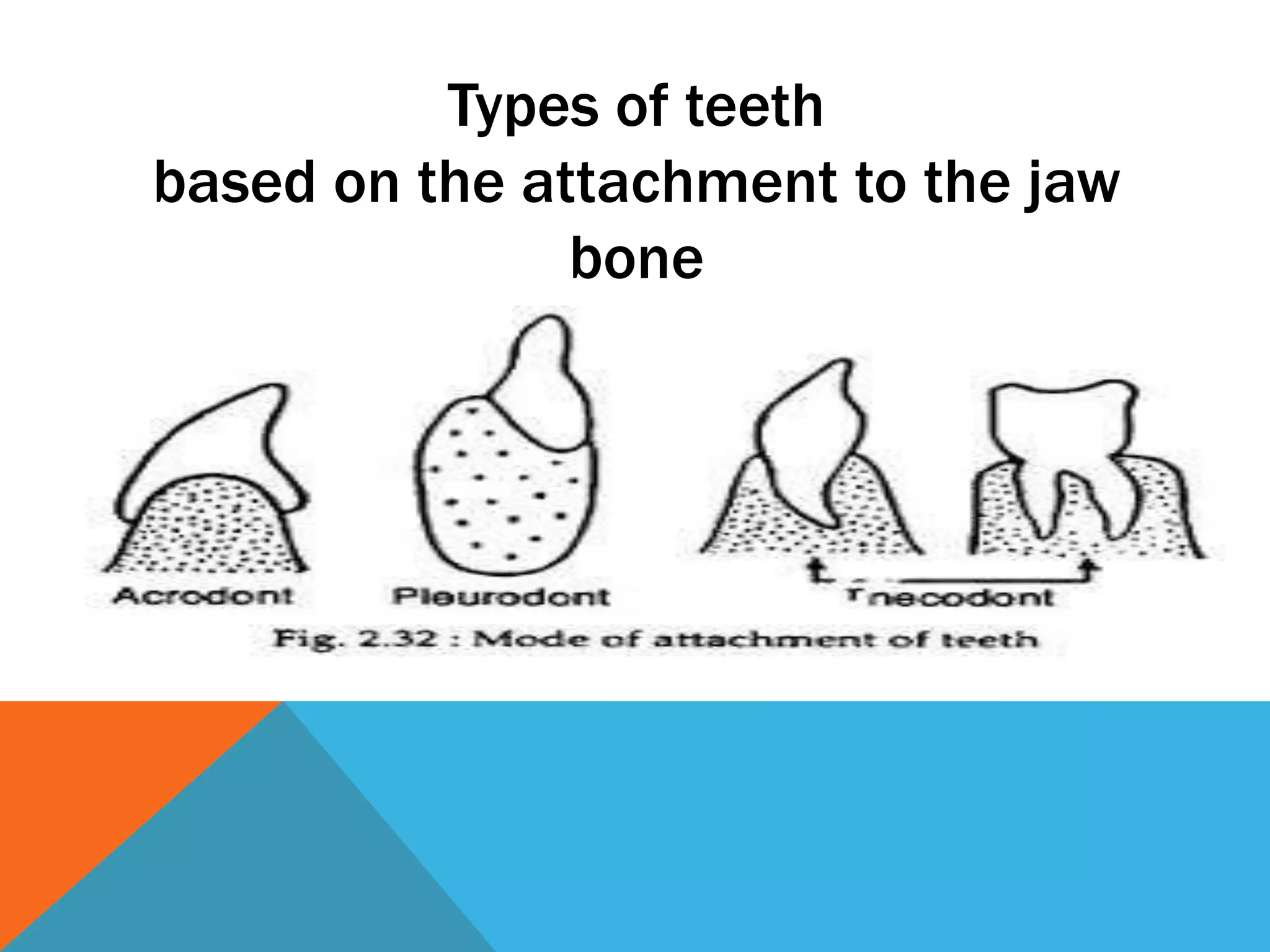 Dentition in Mammals | PPTX