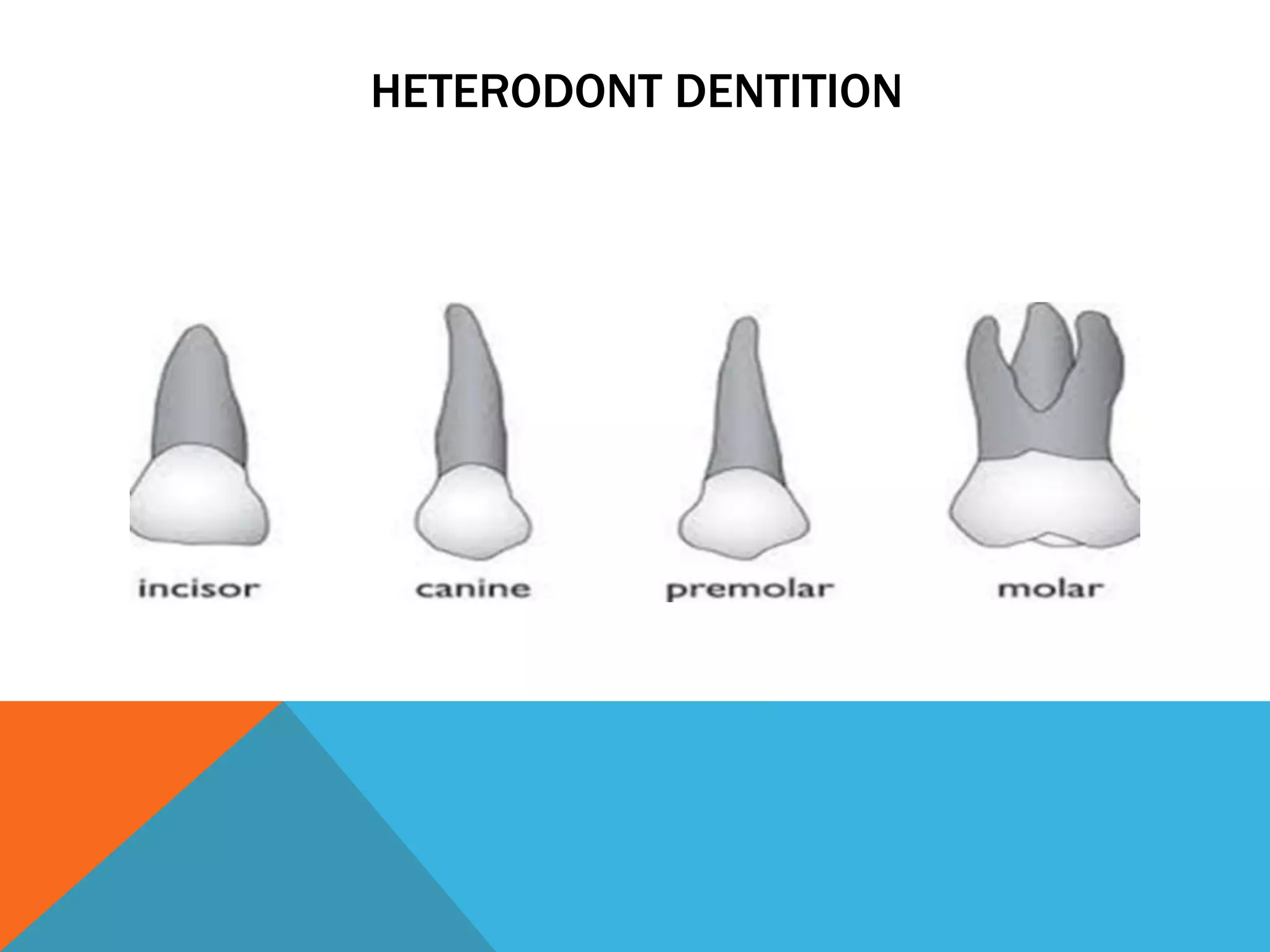 Dentition in Mammals | PPTX