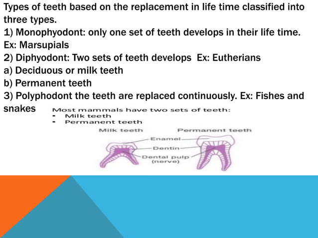 Dentition in Mammals | PPTX