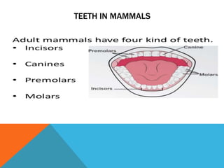 Dentition in Mammals | PPTX