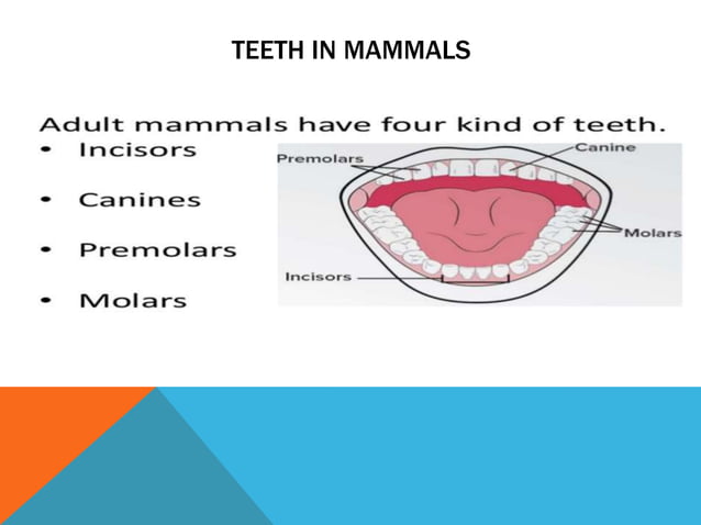 Dentition in Mammals | PPTX