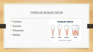 Dentition | PPTX