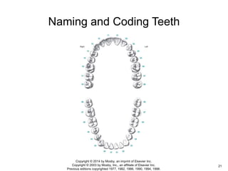 Nomenclature-- Dentition | PPTX