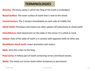 Dentition and sex differentiaon | PPTX