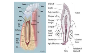 Dentition Basics forensic m. powerpoint t | PPTX