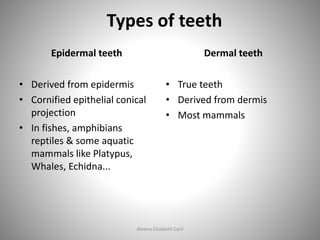 Dentition in mammals | PPTX