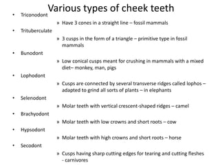 Dentition in mammals.pptx
