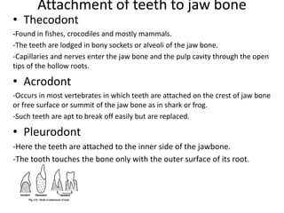 Dentition in mammals.pptx | Dental Health | Diseases and Conditions