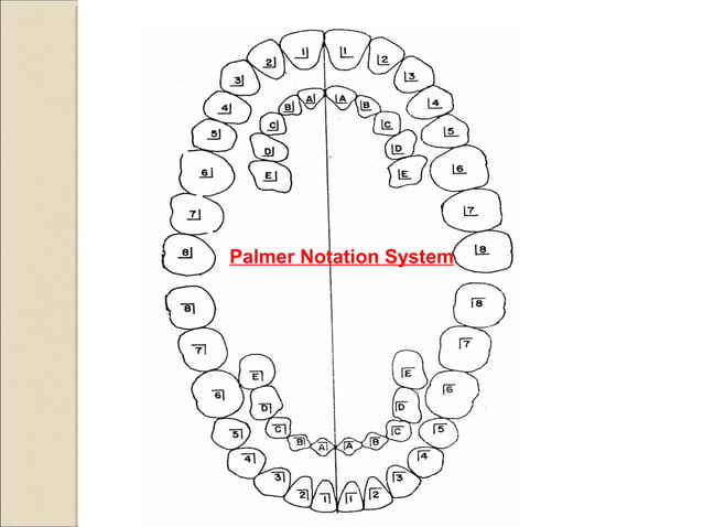 Dentition intro | PPT | Dental Health | Diseases and Conditions
