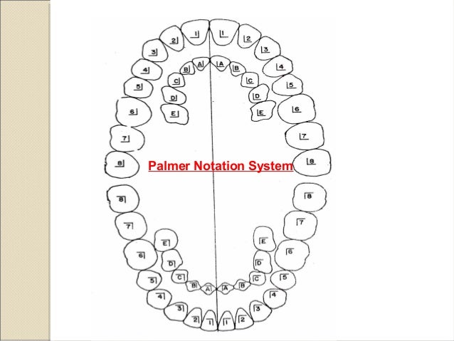 Dentition intro