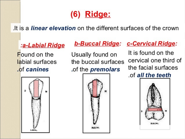 Dentition intro