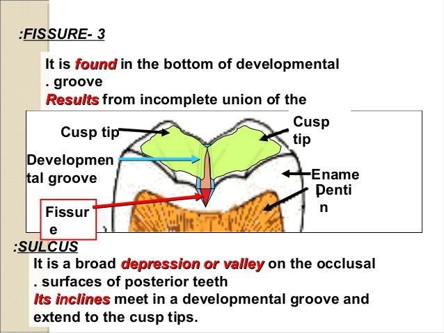Triangular Fossa Teeth