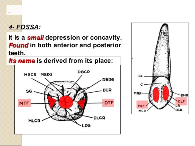 Triangular Fossa Teeth
