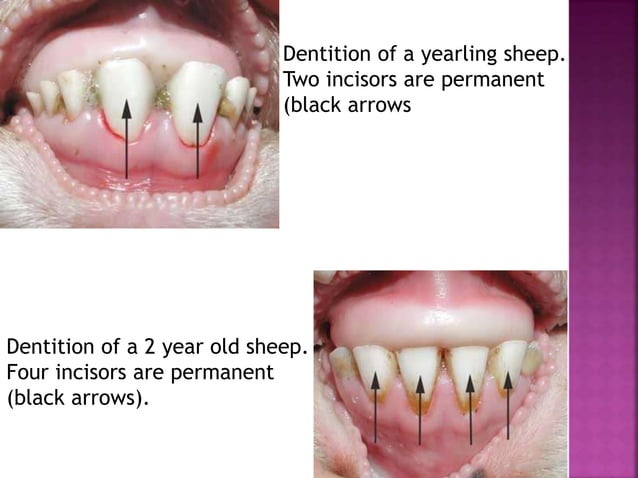 Dentition of sheep and goat | PPTX | Dental Health | Diseases and Conditions