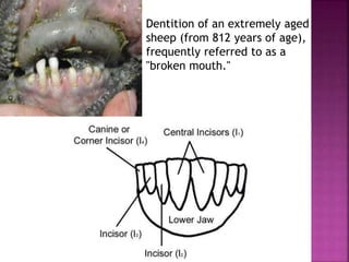 Dentition of sheep and goat | PPTX