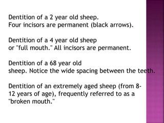 Dentition of sheep and goat | PPTX