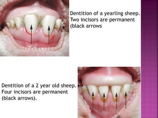 Dentition of sheep and goat | PPTX | Dental Health | Diseases and ...