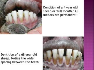 Sheep Teeth Diagram