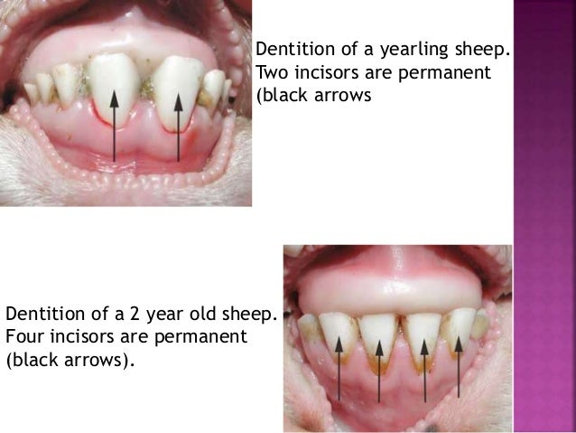 Dentition of sheep and goat