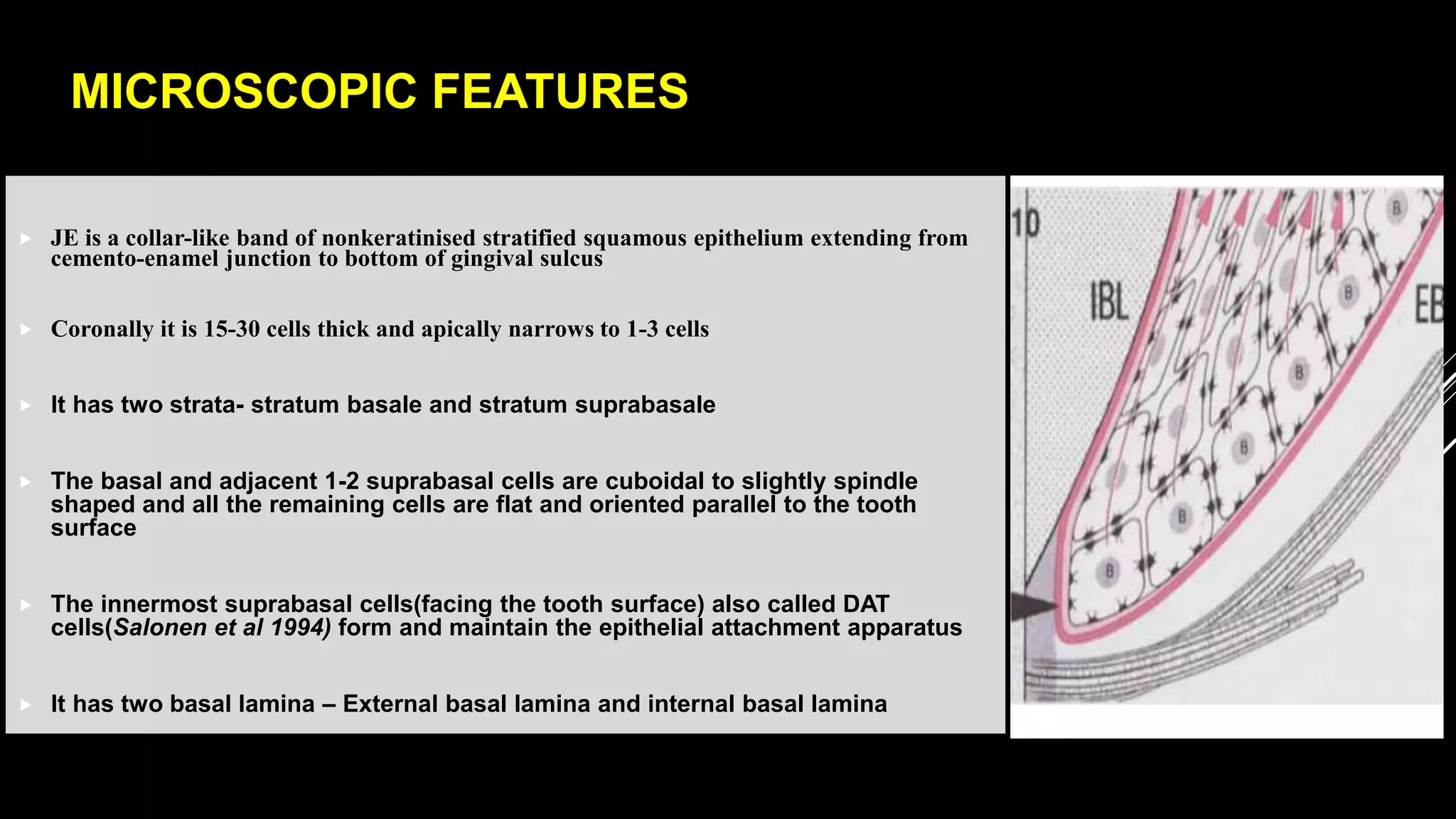 Dento gingival junction | PPTX