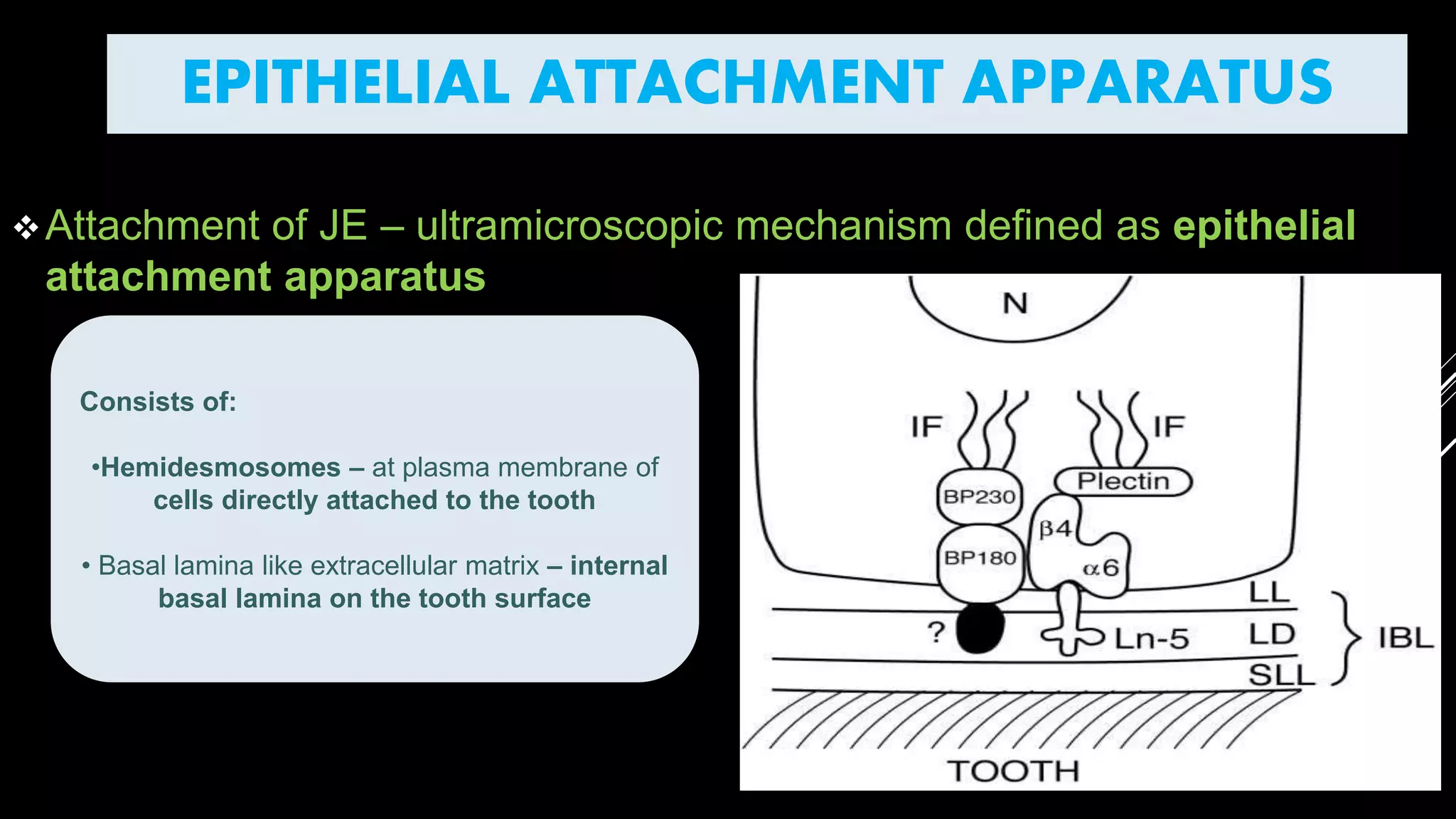 Dento gingival junction | PPTX