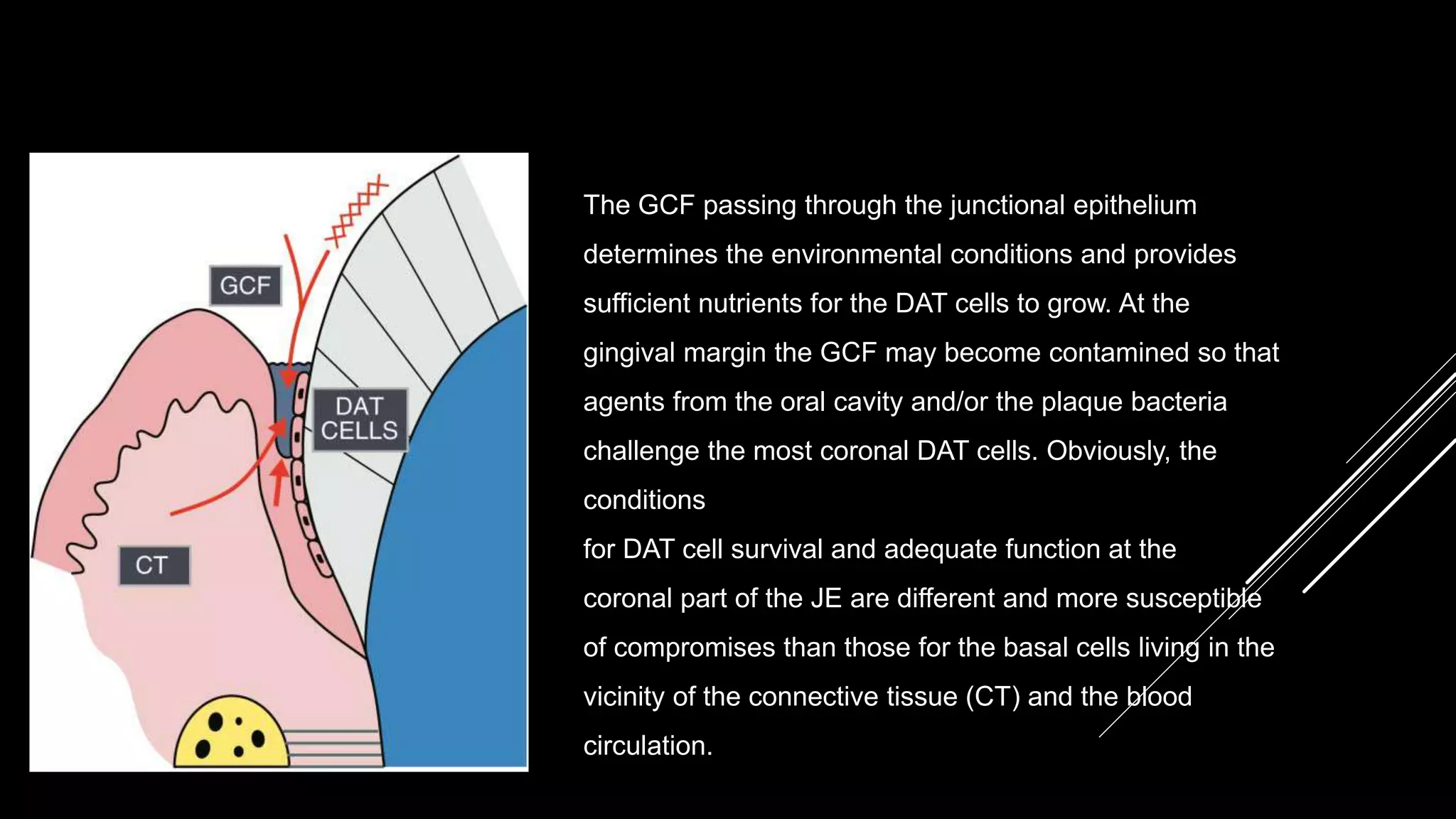 Dento gingival junction | PPTX