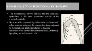 Dento gingival junction | PPTX