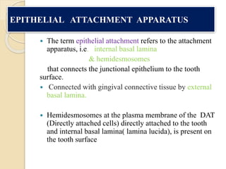 Dento gingival unit | PPTX