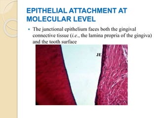 Dento gingival unit | PPTX