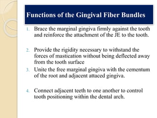 Dento gingival unit | PPTX