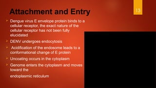 Introduction to Dengue Virus (virology).pptx