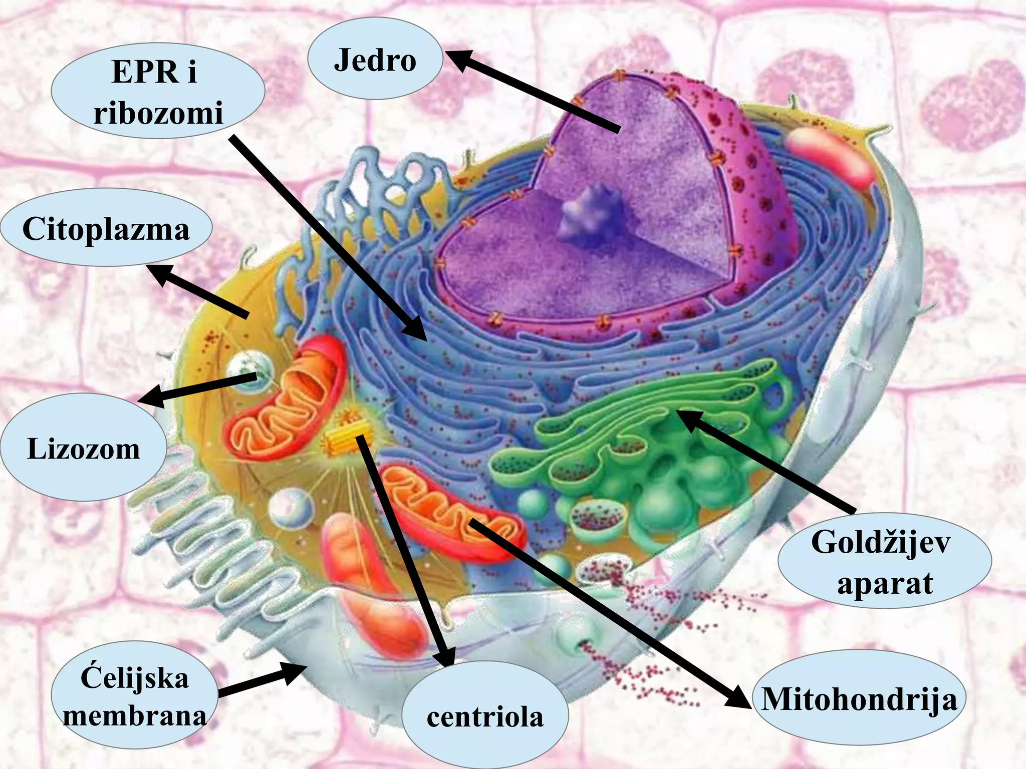 Deoba ćelije | PPTX