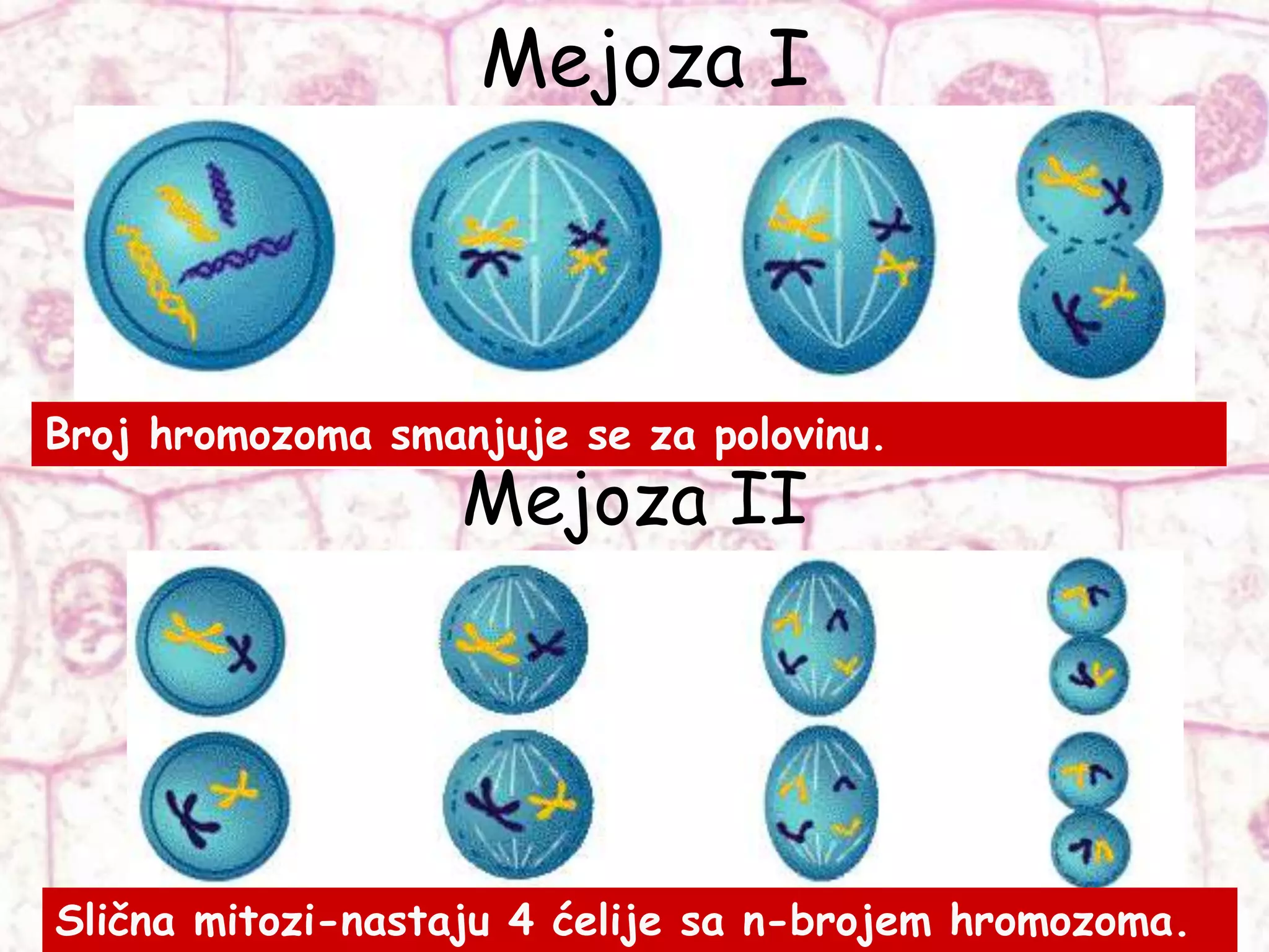 Deoba ćelije | PPTX