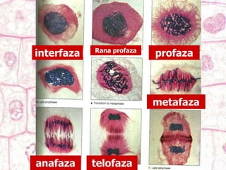 Deoba ćelije | PPTX