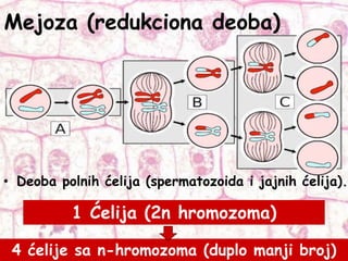 Deoba ćelije | PPTX