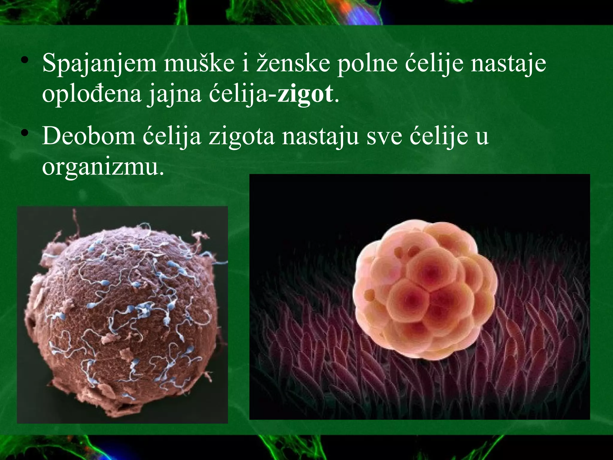 Deoba ćelije | PPT