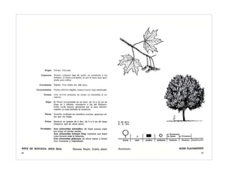 Deodendron. Arboles y arbustos clasificacion.pdf
