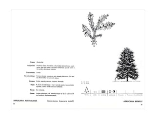 Deodendron. Arboles y arbustos clasificacion.pdf
