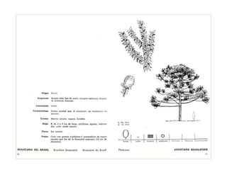 Deodendron. Arboles y arbustos clasificacion.pdf