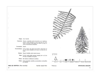 Deodendron. Arboles y arbustos clasificacion.pdf