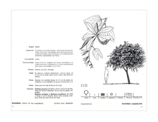 Deodendron. Arboles y arbustos clasificacion.pdf