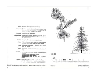 Deodendron. Arboles y arbustos clasificacion.pdf