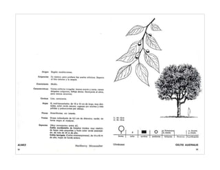Deodendron. Arboles y arbustos clasificacion.pdf