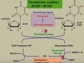 Deoxyribonucleotides | PPTX | Chemistry | Science