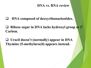 Deoxyribonucleotides | PPTX | Chemistry | Science