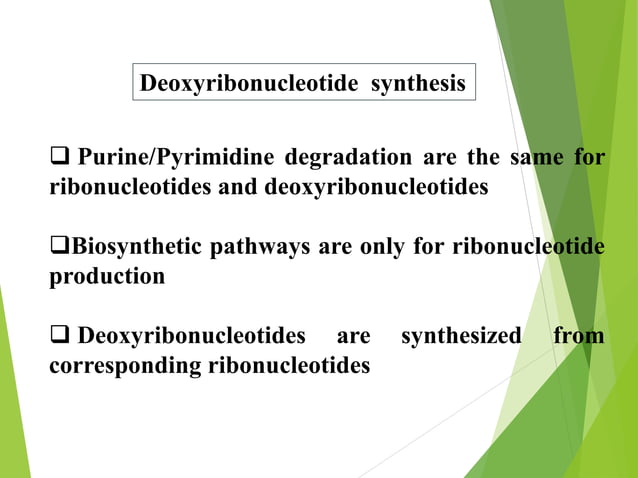 Deoxyribonucleotides | PPTX | Chemistry | Science