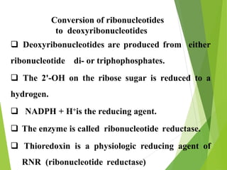 Deoxyribonucleotides | PPTX | Chemistry | Science