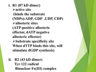 Deoxyribonucleotides | PPTX | Chemistry | Science