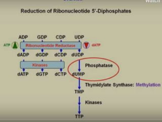 Deoxyribonucleotides | PPTX | Chemistry | Science
