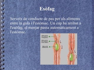 Departament de Digestologia: Aparell Digestiu | ODP